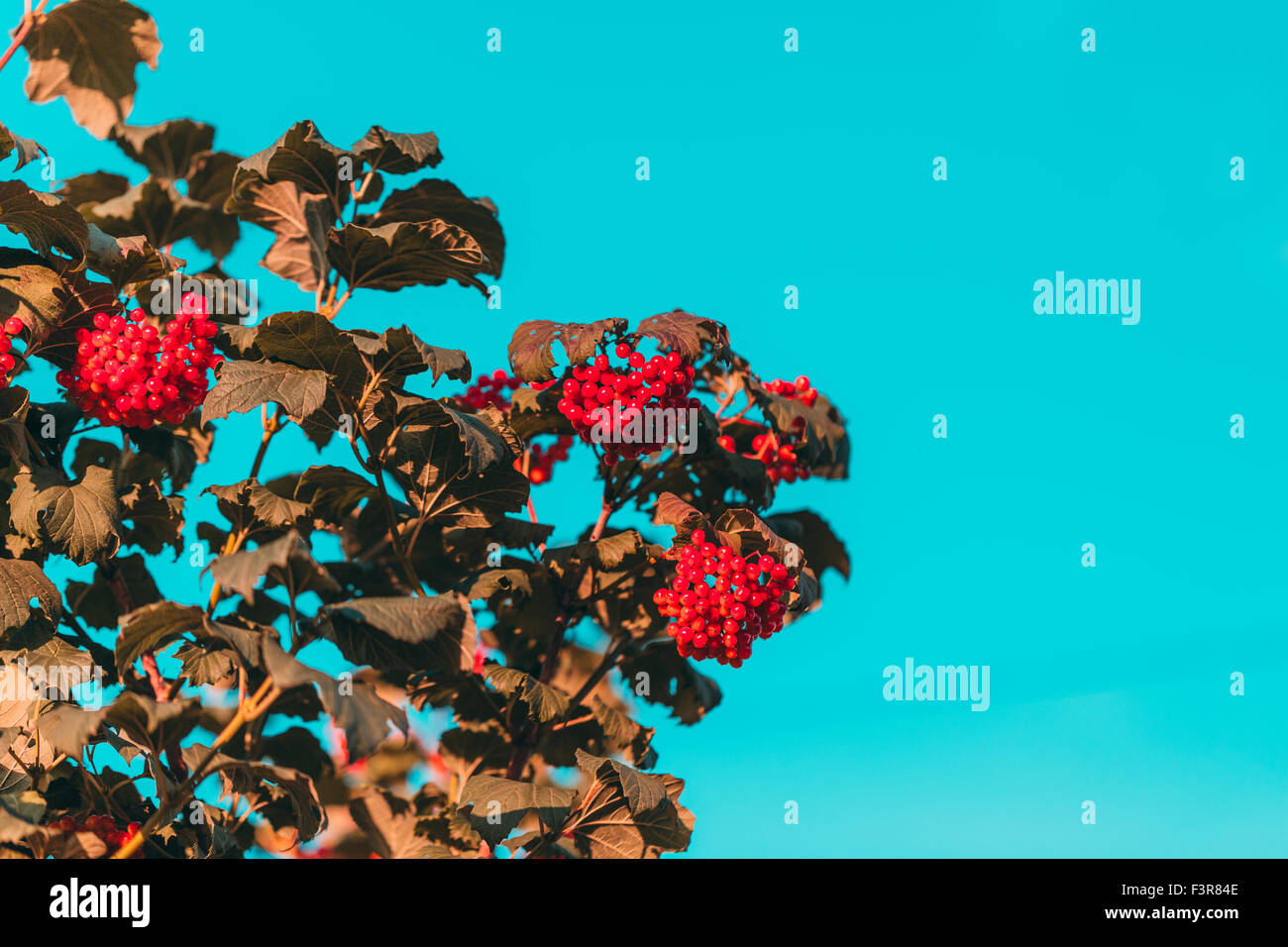 Groseilles vertes et rouges Banque de photographies et d’images à haute ...