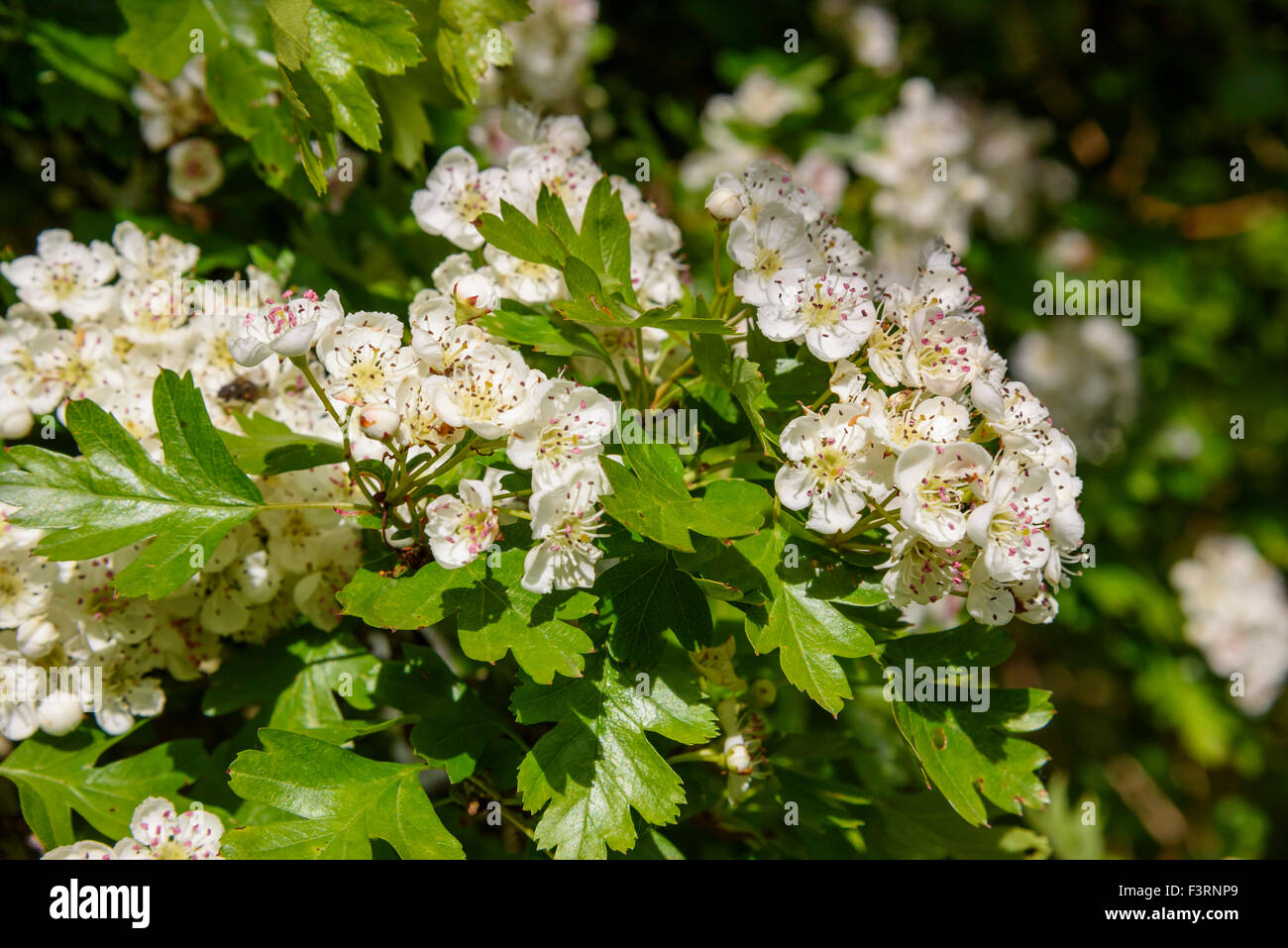 Crataegus monogyna Banque de photographies et d’images à haute ...