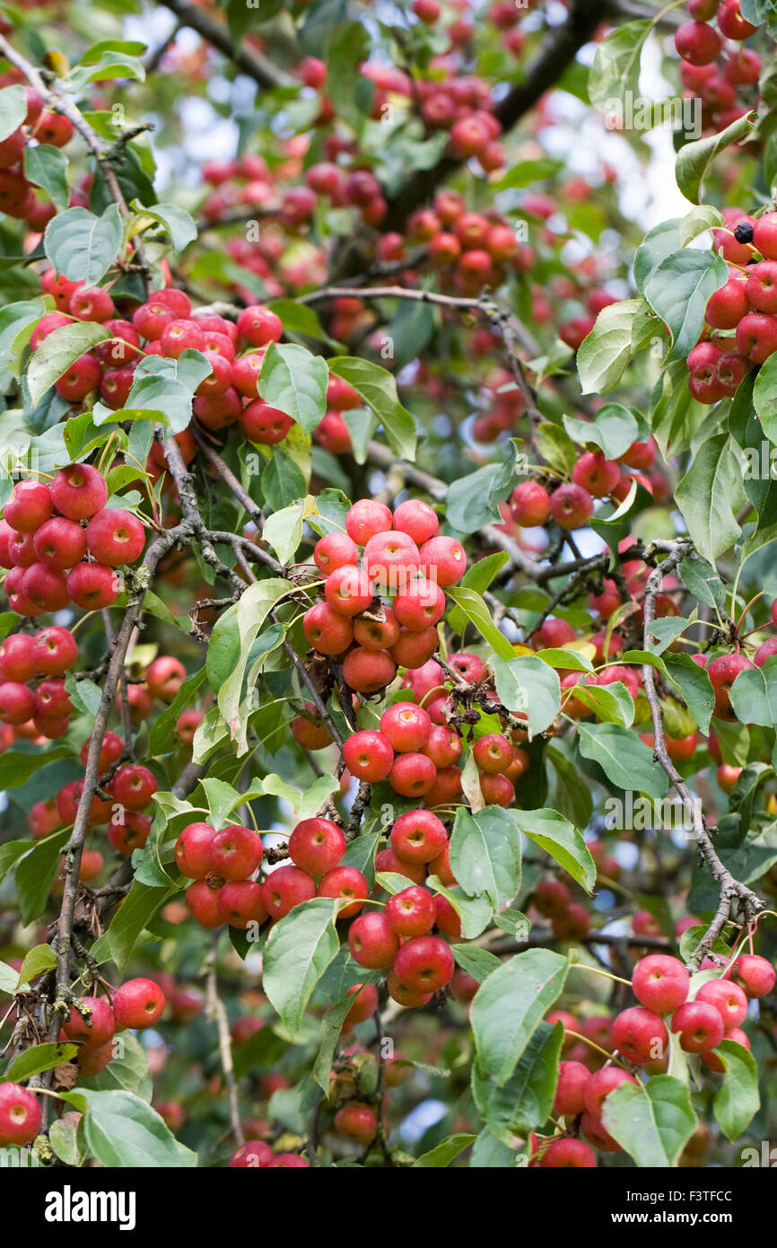 Siberian crab Banque de photographies et d’images à haute résolution ...
