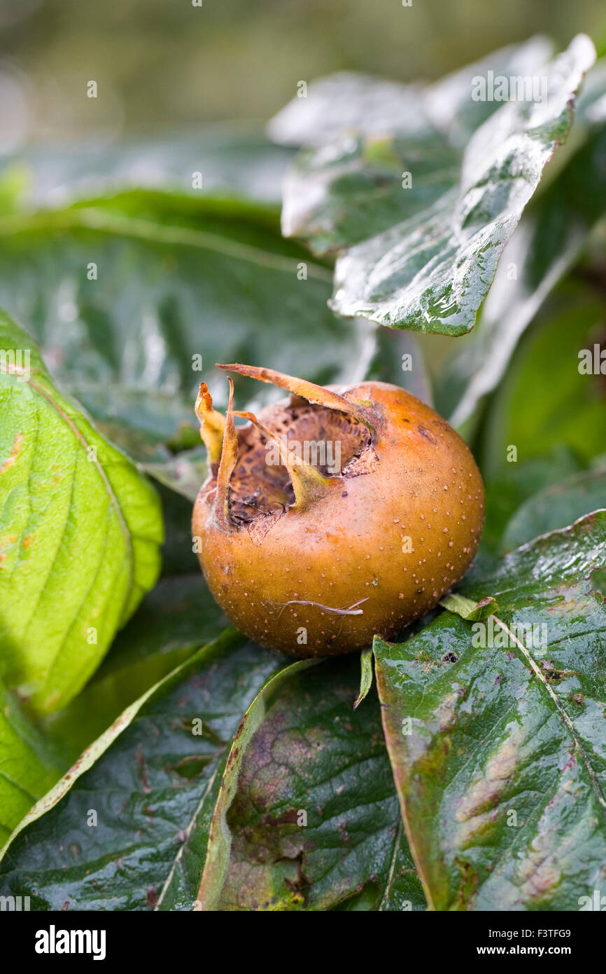 Fruits de néflier Banque de photographies et d’images à haute ...