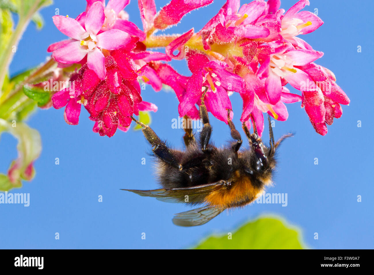 Bourdon d'arbre Banque de photographies et d’images à haute résolution ...