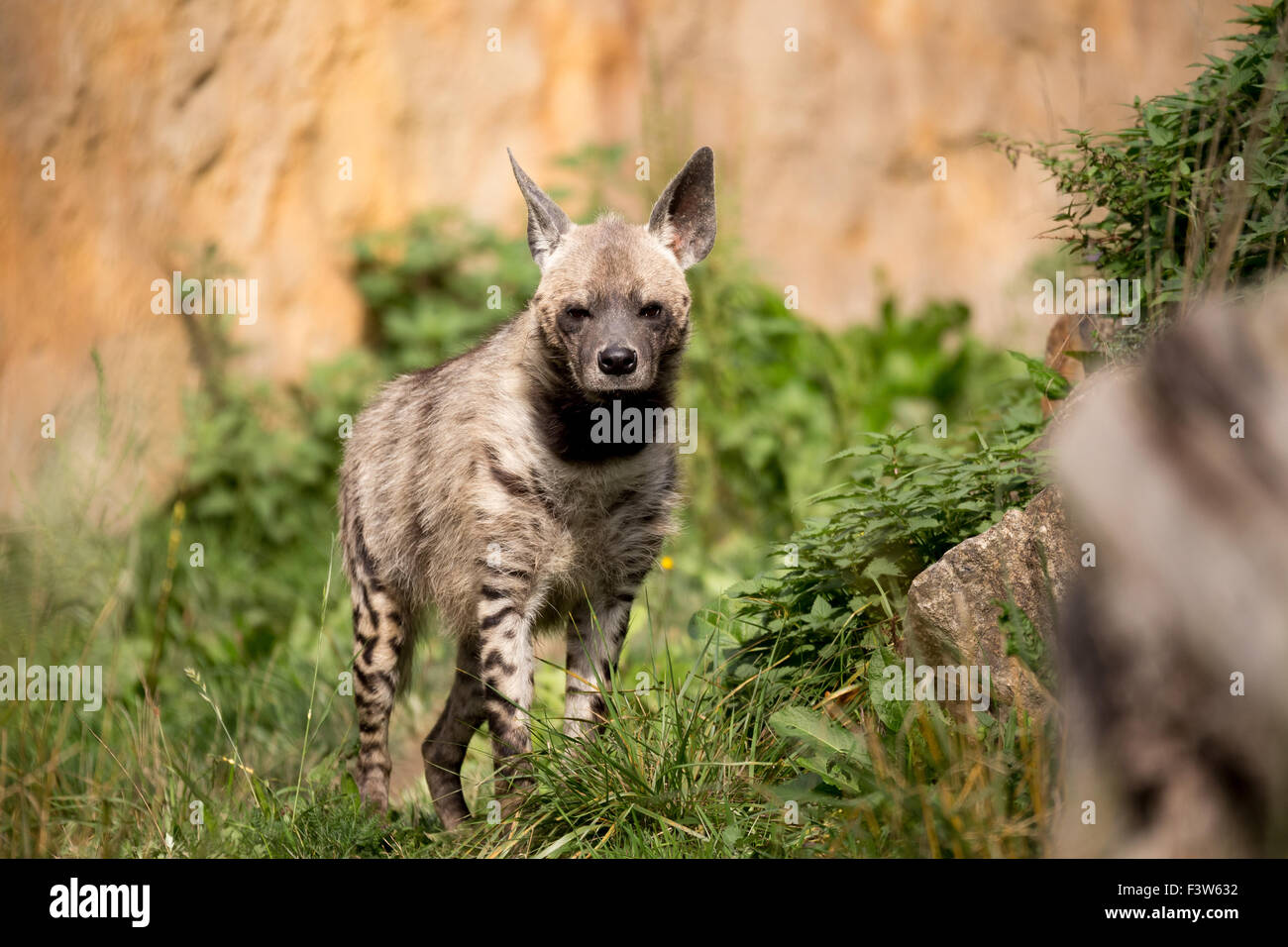 Hyène rayé Banque de photographies et d’images à haute résolution - Alamy