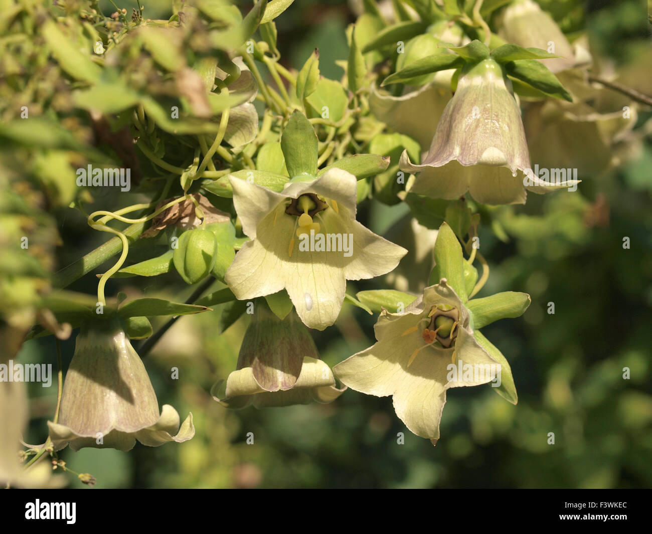Codonopsis viridiflora Banque de photographies et d’images à haute ...