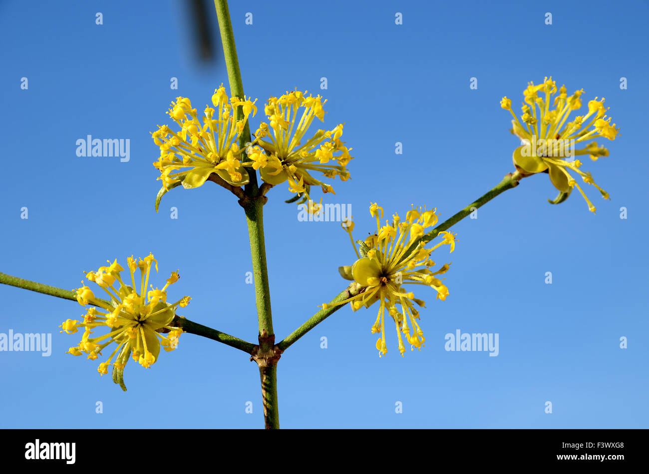 Cornus mas flowers Banque de photographies et d’images à haute ...