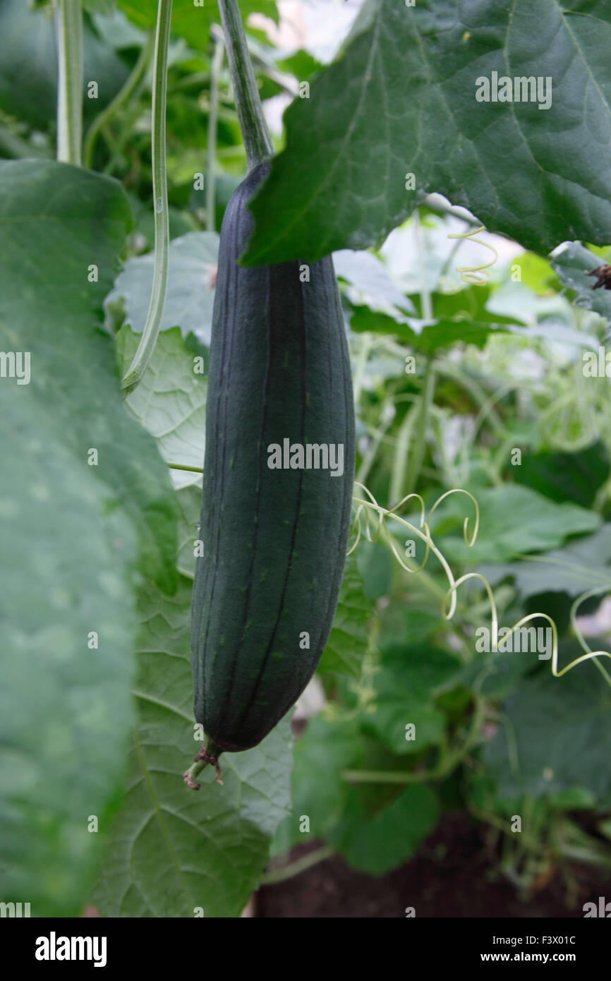 Cucumis sativus Banque de photographies et d’images à haute résolution ...