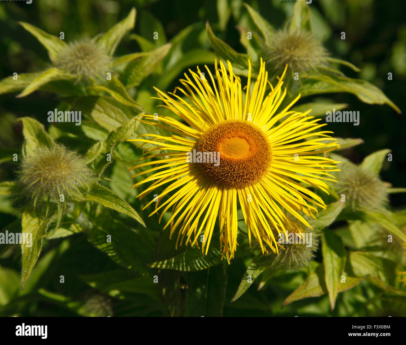 Inula hookeri Banque de photographies et d’images à haute résolution ...