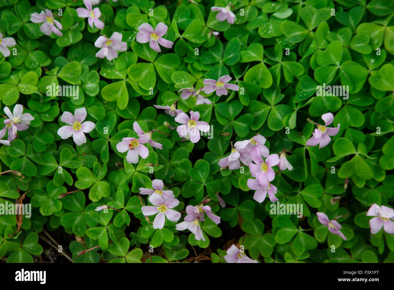 Oxalis plant Banque de photographies et d’images à haute résolution - Alamy