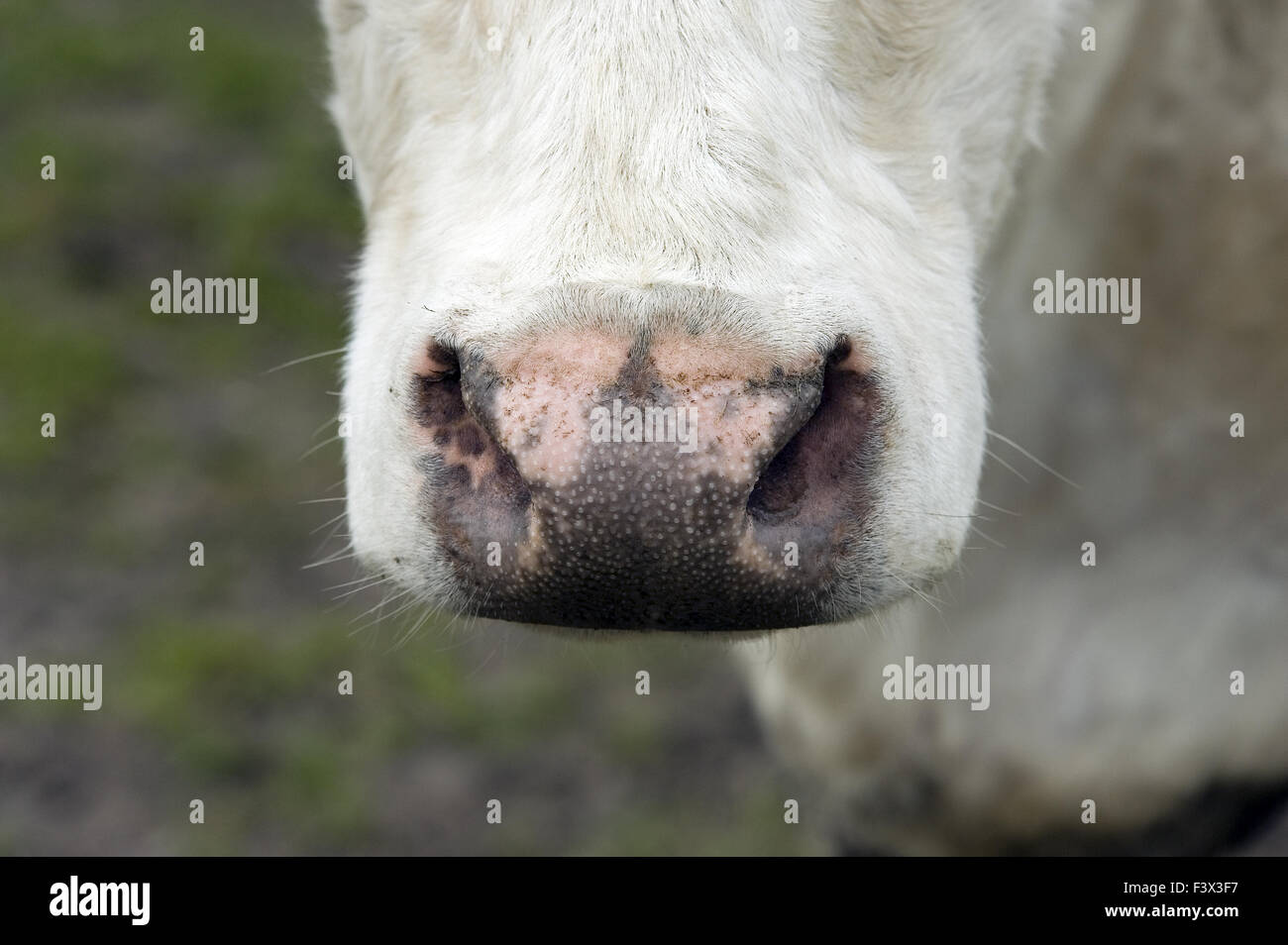 Nez de vache Banque de photographies et d’images à haute résolution - Alamy