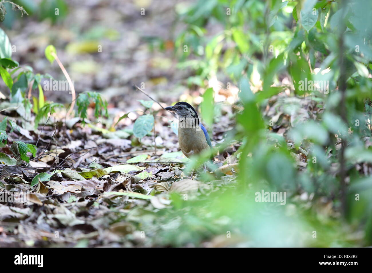 Giant pitta Banque de photographies et d’images à haute résolution - Alamy