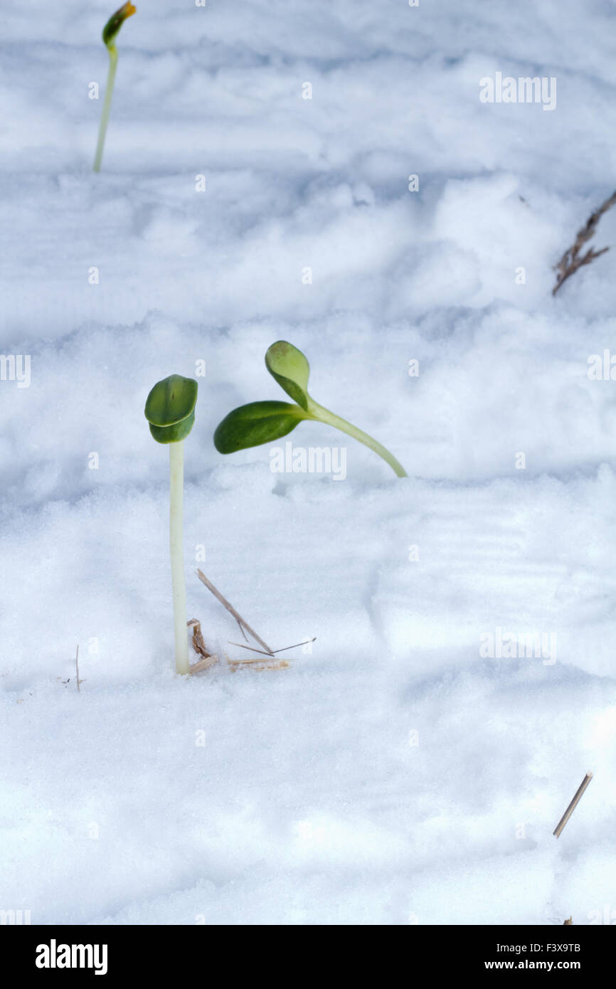 Commencer le printemps Banque de photographies et d’images à haute ...