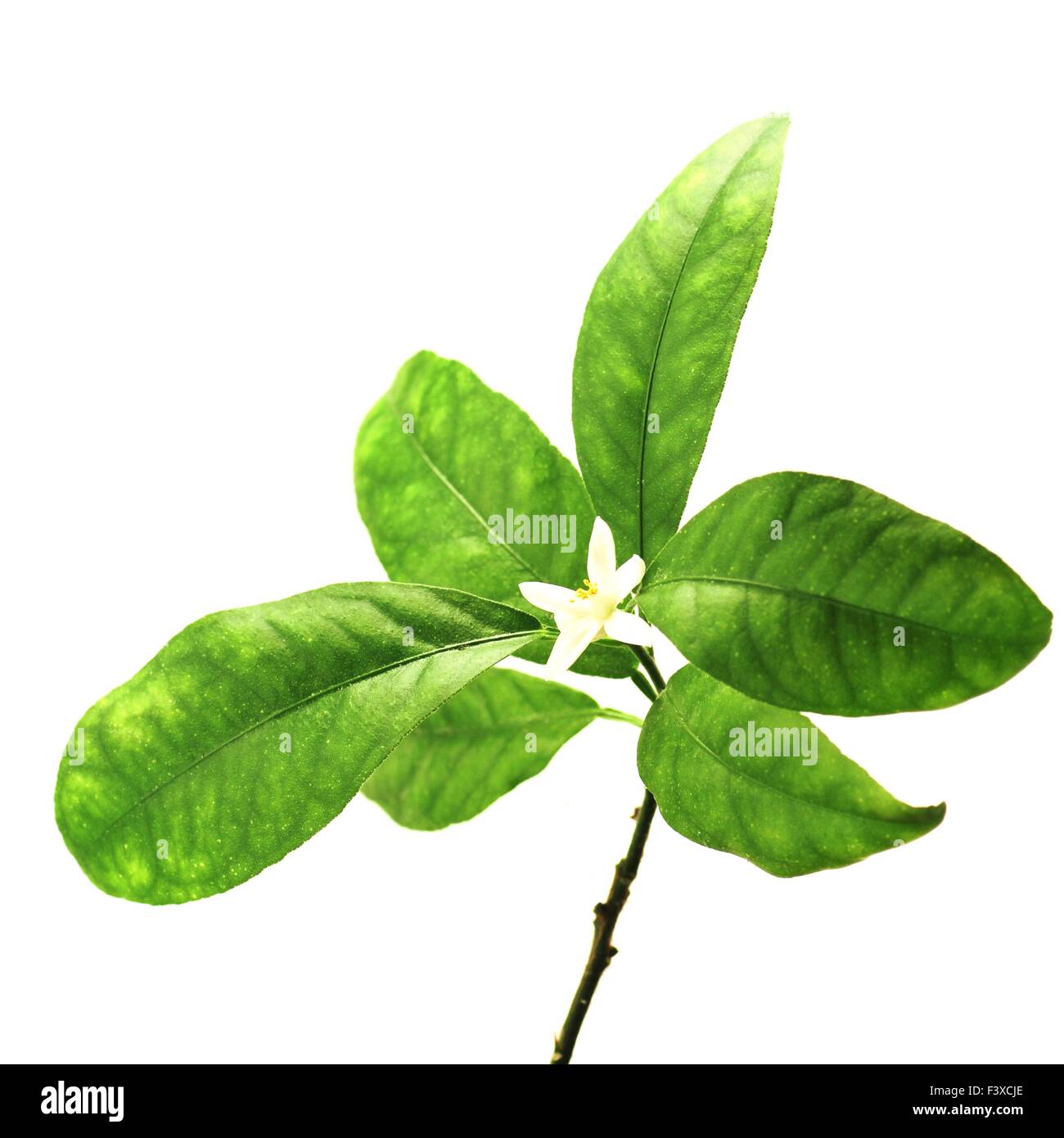 Fleurs en forme de calice Banque de photographies et d’images à haute ...