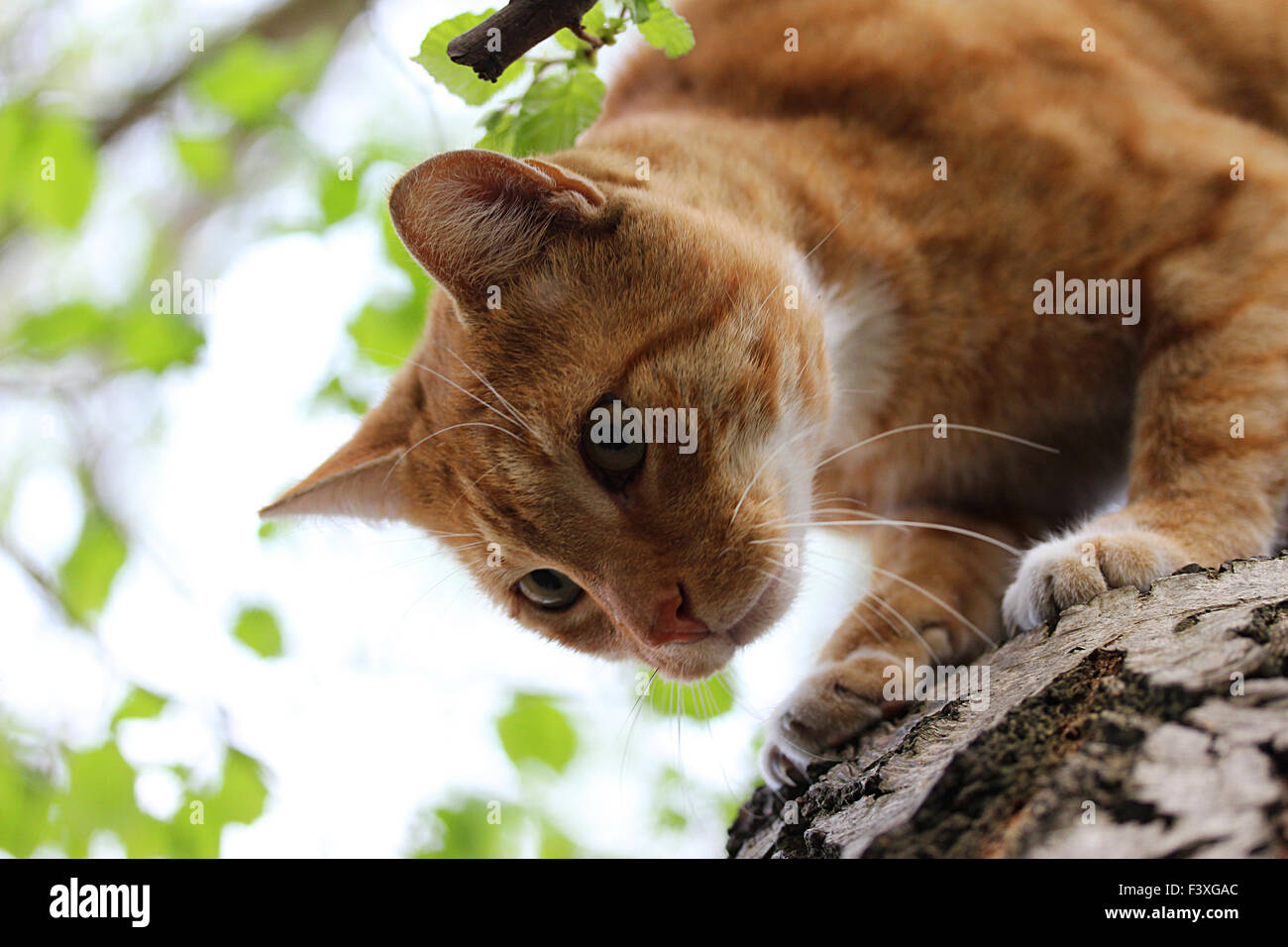 Chat dans l'arbre Banque de photographies et d’images à haute ...