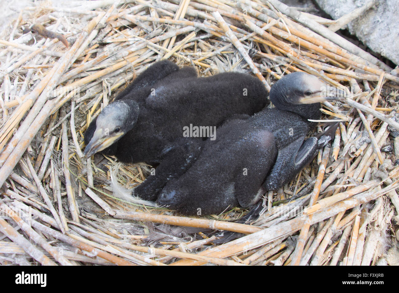Oiseaux de bébé du cormoran Photo Stock - Alamy