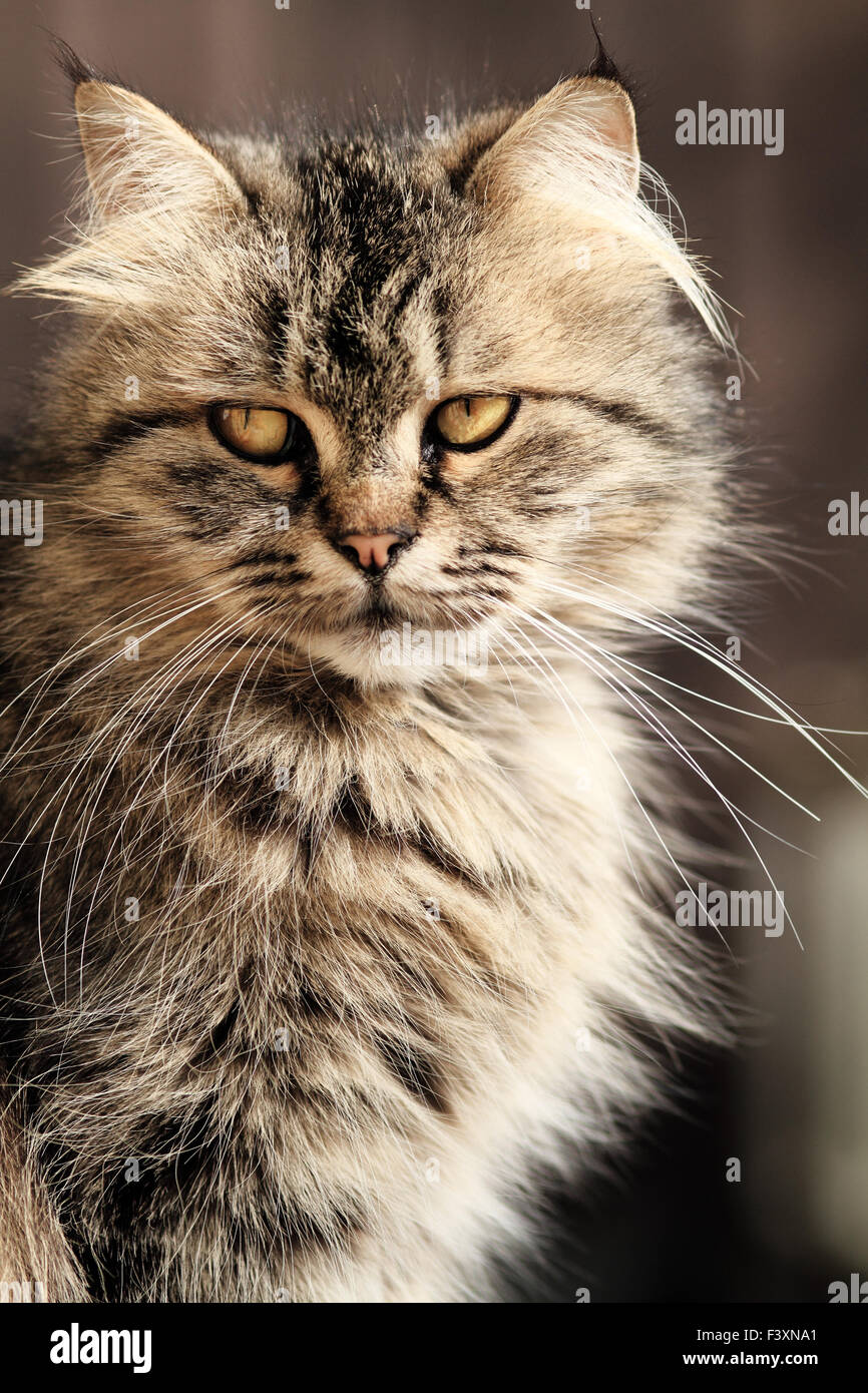 Animal assis sur le tronc Banque de photographies et d’images à haute ...