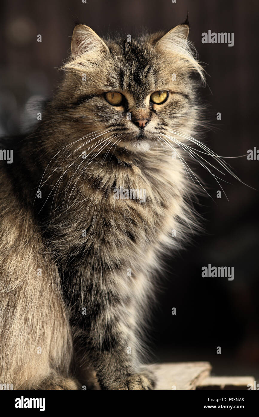 Animal assis sur le tronc Banque de photographies et d’images à haute ...