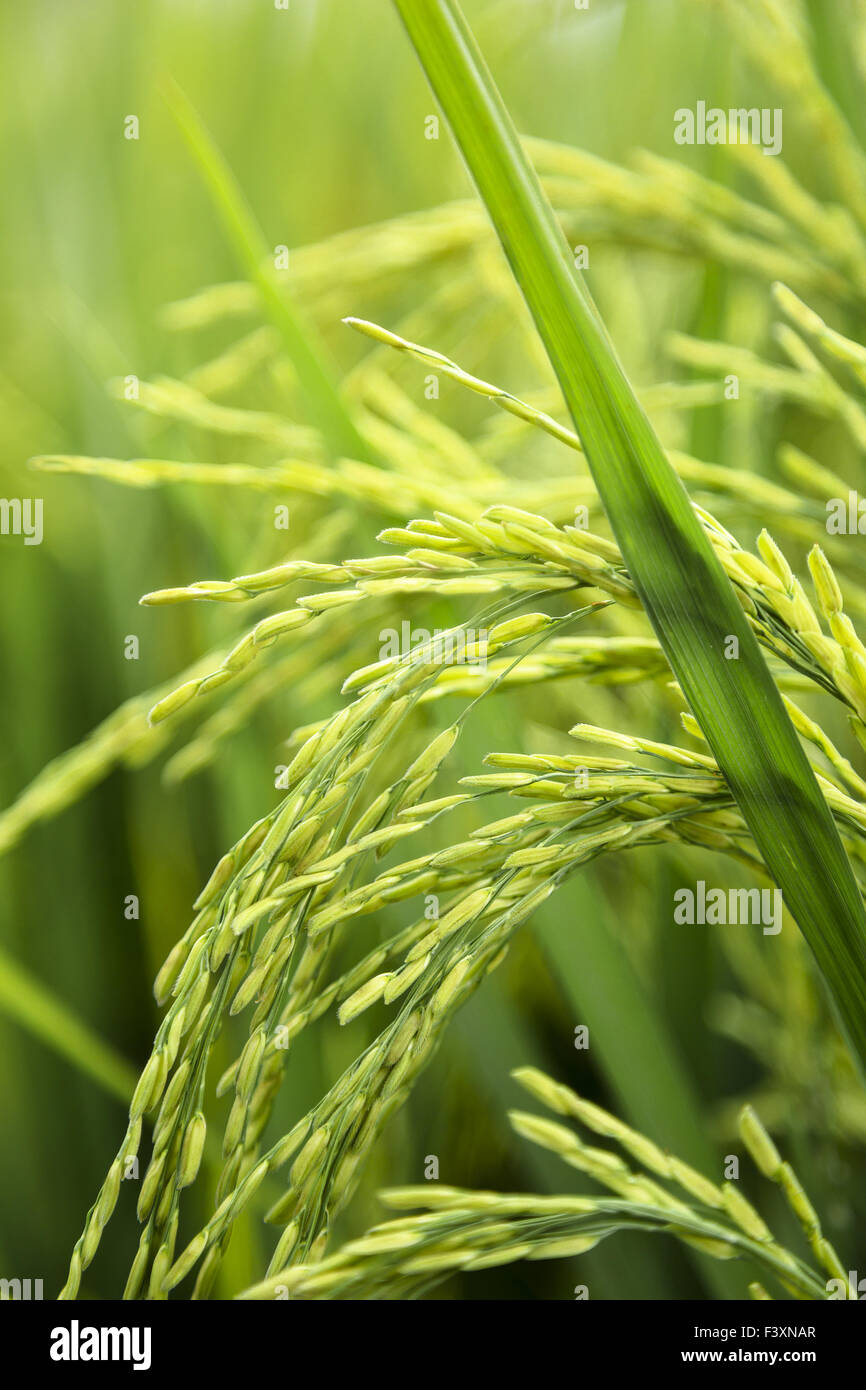 Riz paddy Banque de photographies et d’images à haute résolution - Alamy
