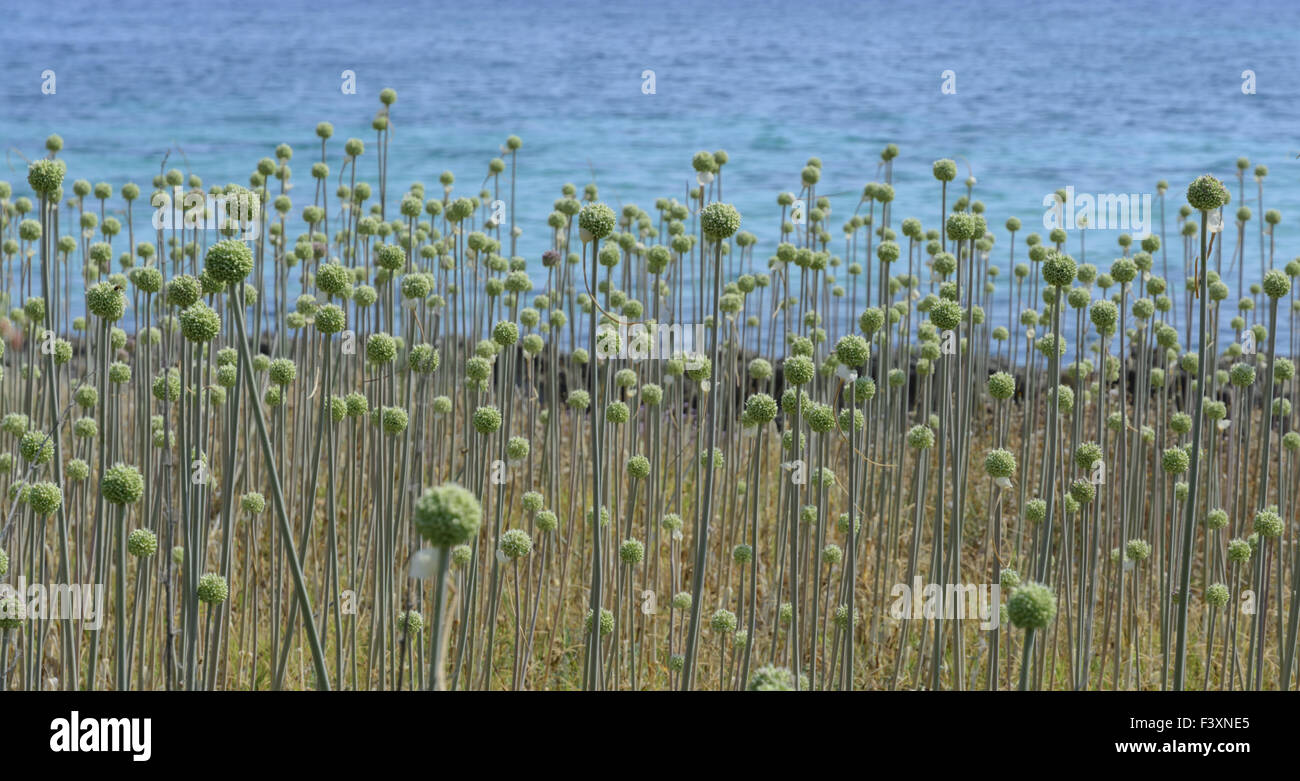 Vert Turquoise Clair Banque d'image et photos - Alamy