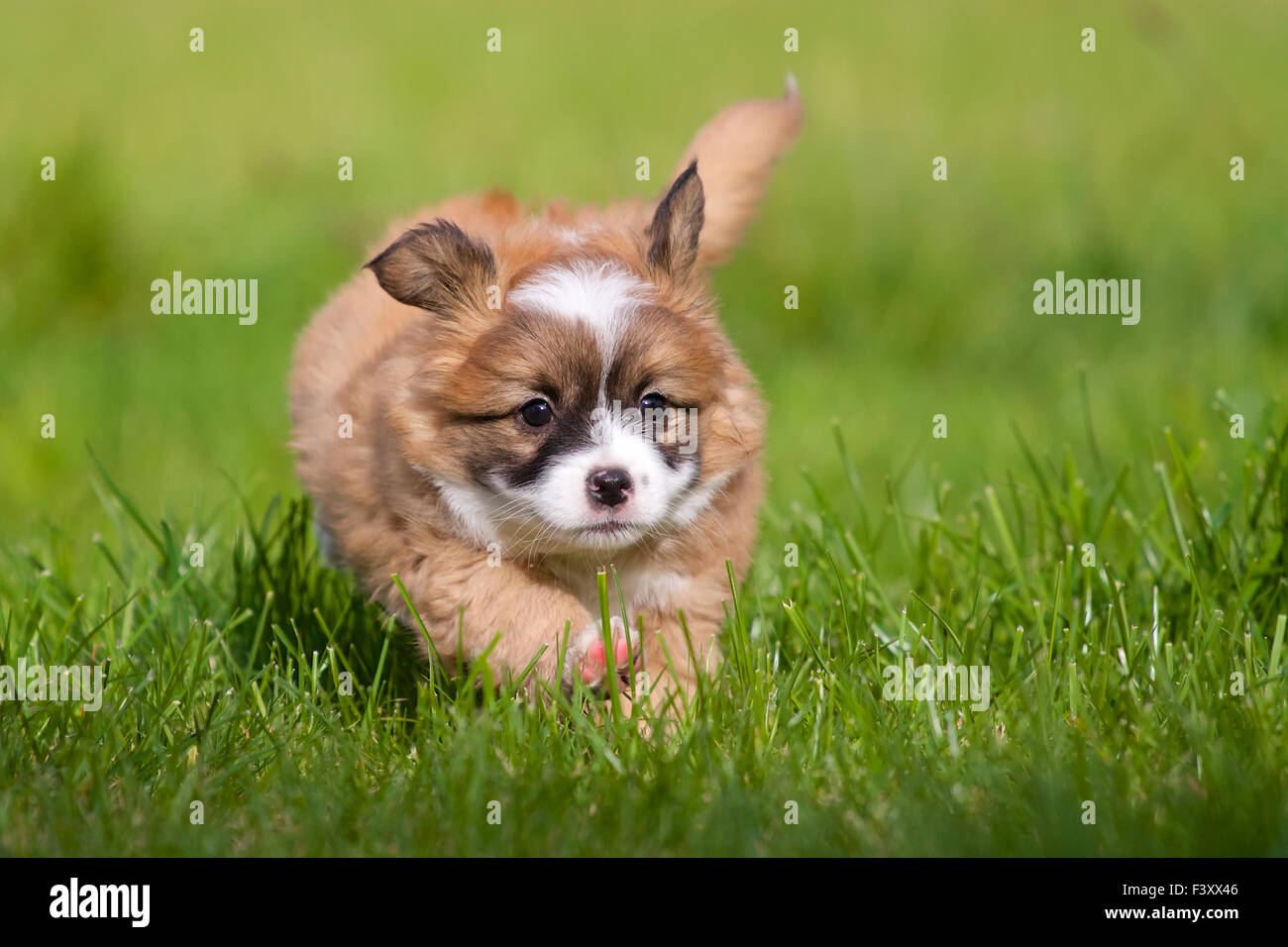 Bébé et chien Banque de photographies et d’images à haute résolution ...
