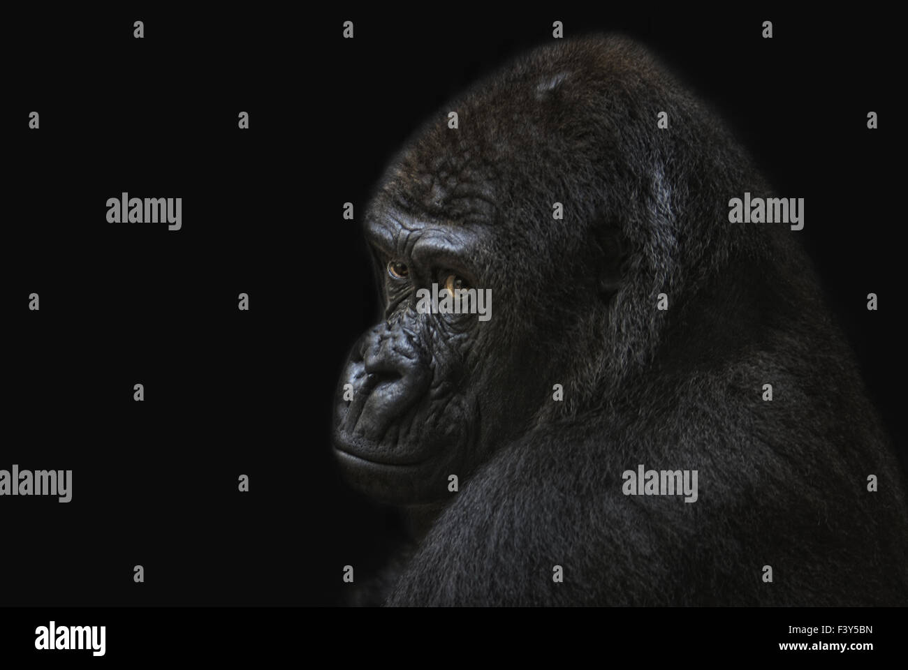 Gros mensonge Banque de photographies et d’images à haute résolution - Alamy