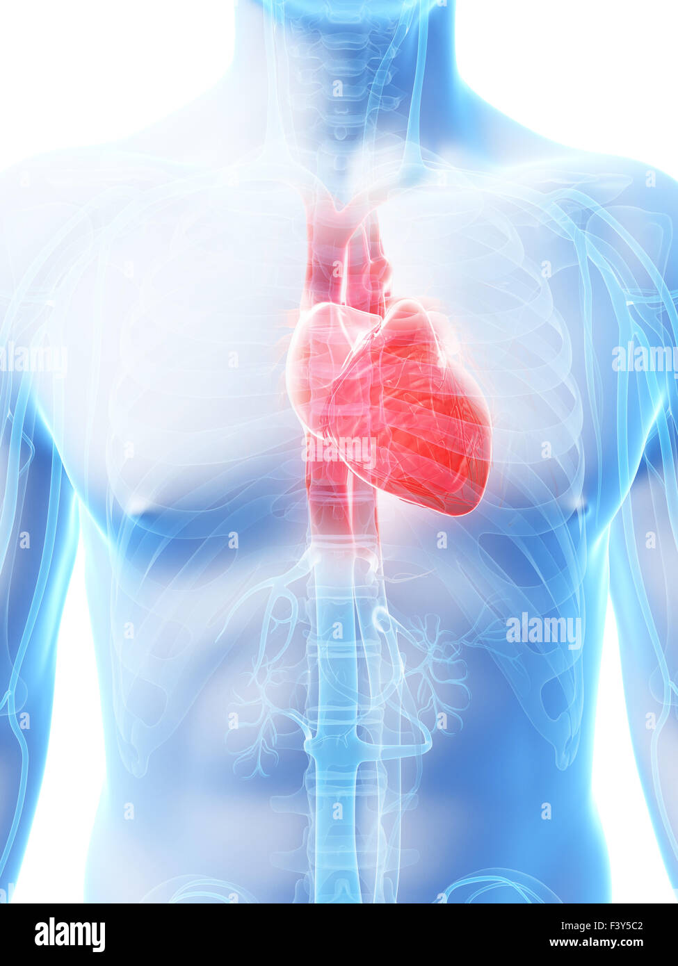 Anatomie du corps humain et du coeur 3d Banque de photographies et d ...