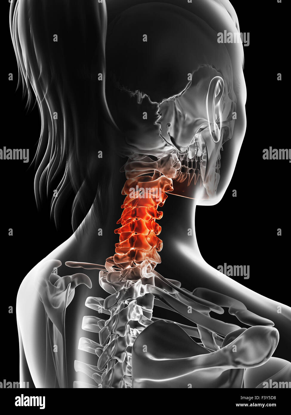 Cervical spine Banque de photographies et d’images à haute résolution ...