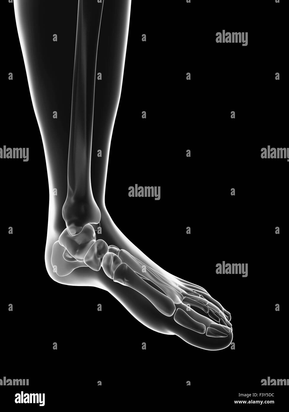 Foot skeleton tibia fibula bones Banque de photographies et d’images à ...