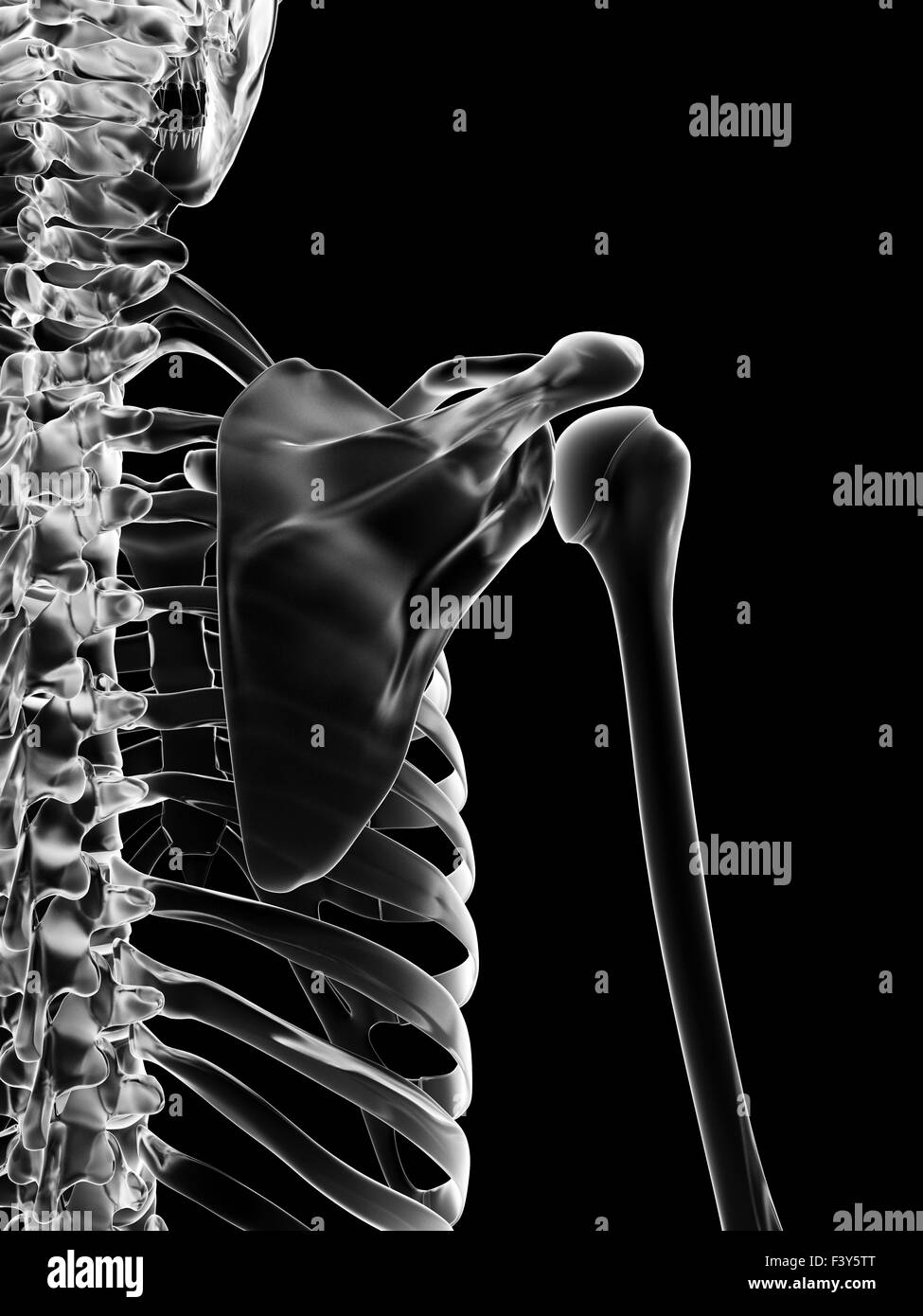 Anatomie de l'omoplate Banque de photographies et d’images à haute ...