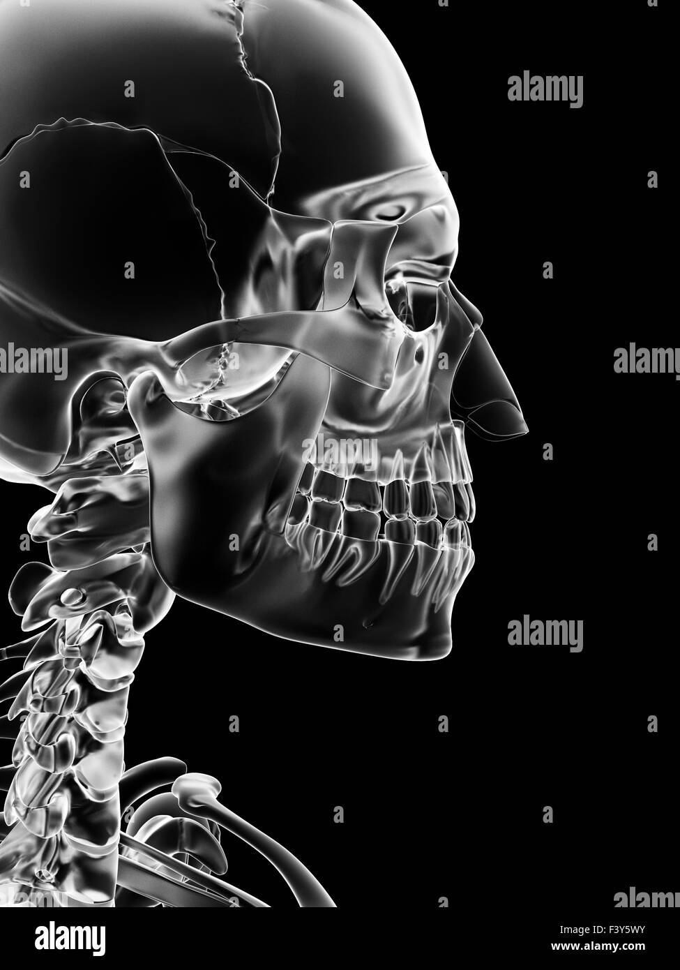 Anatomie 3d nuque crane Banque d'images noir et blanc - Alamy