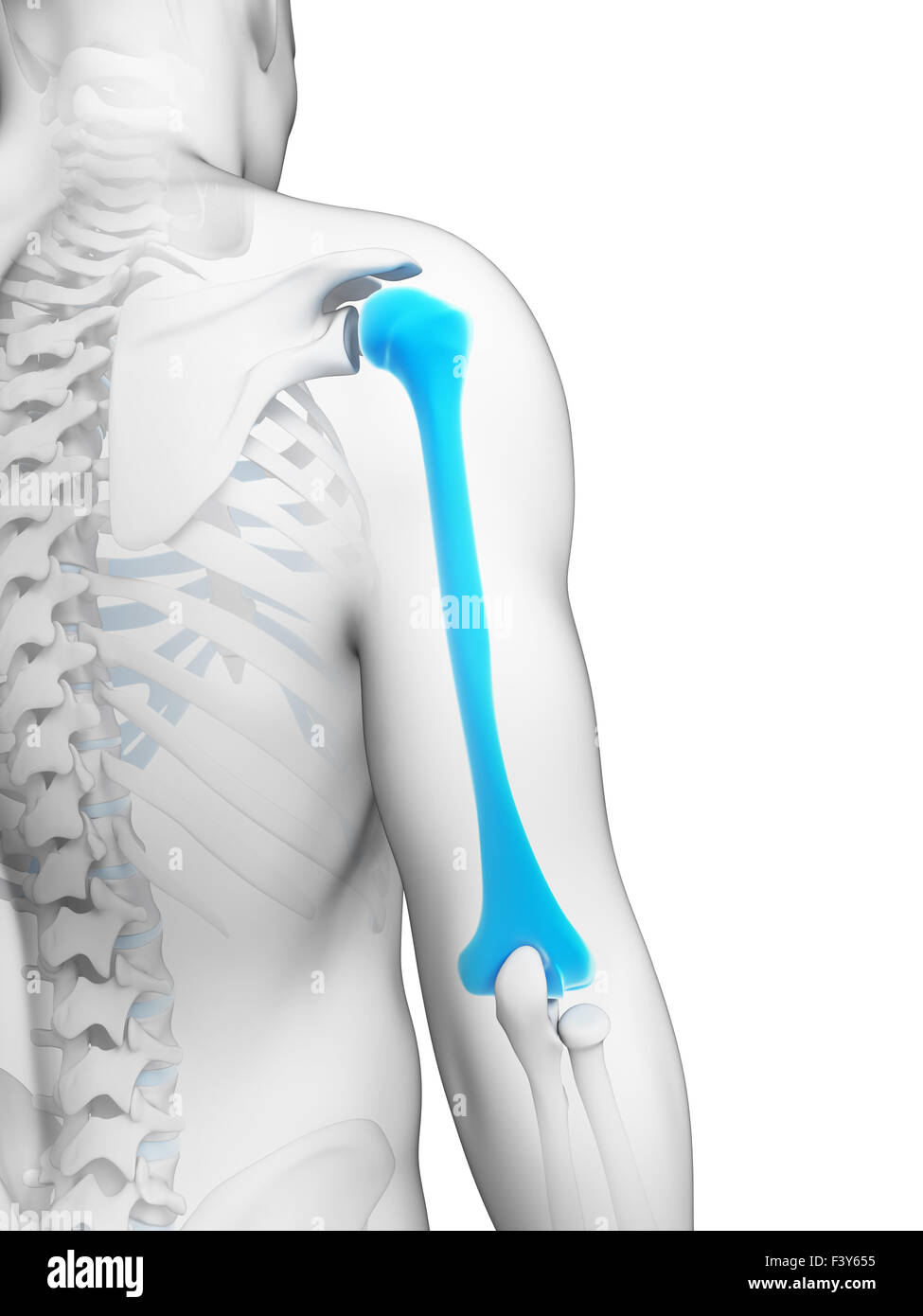 Humerus humain Banque de photographies et d’images à haute résolution ...