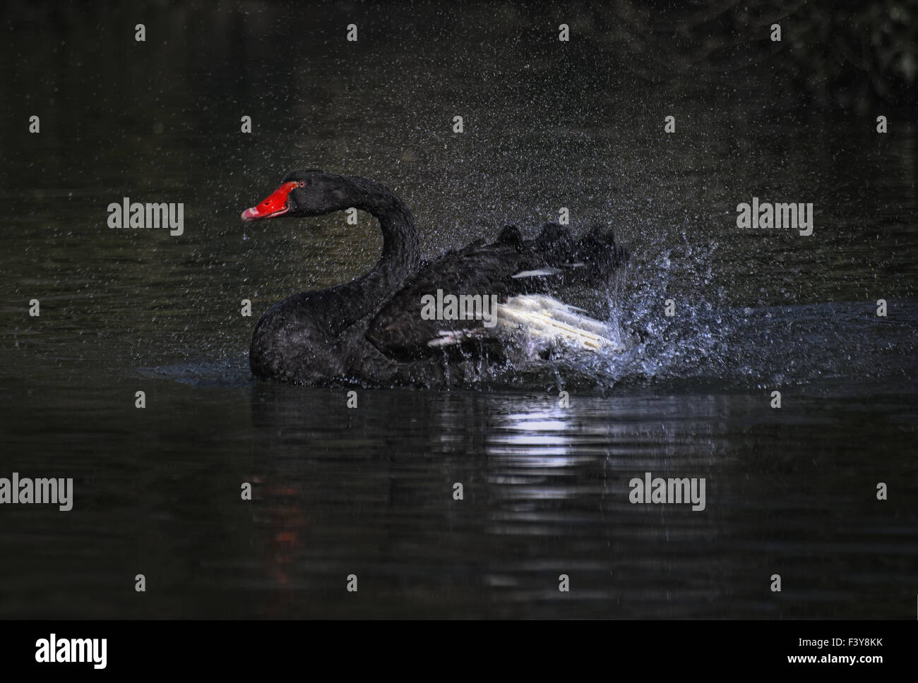 Splish splash Banque de photographies et d’images à haute résolution ...