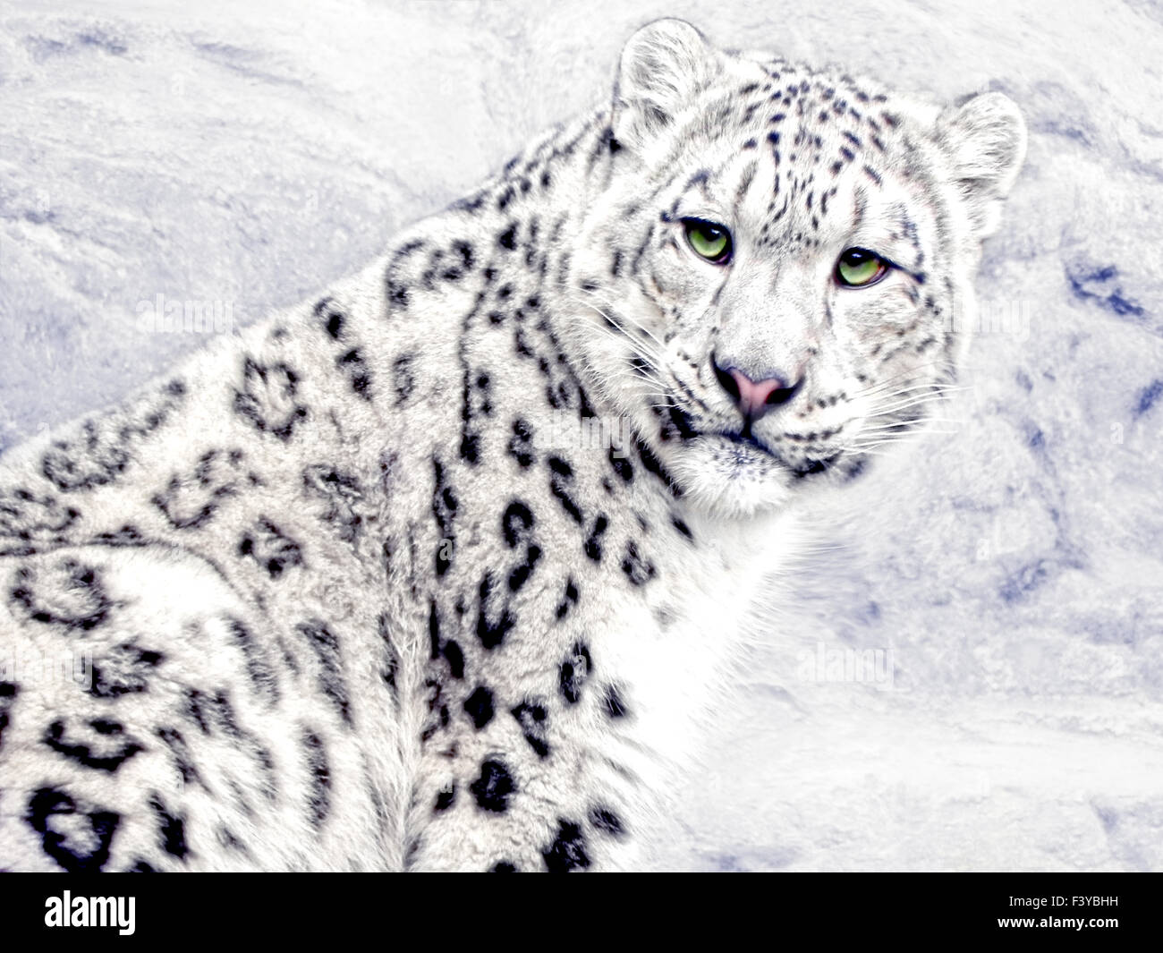 Chat neige Banque de photographies et d’images à haute résolution - Alamy