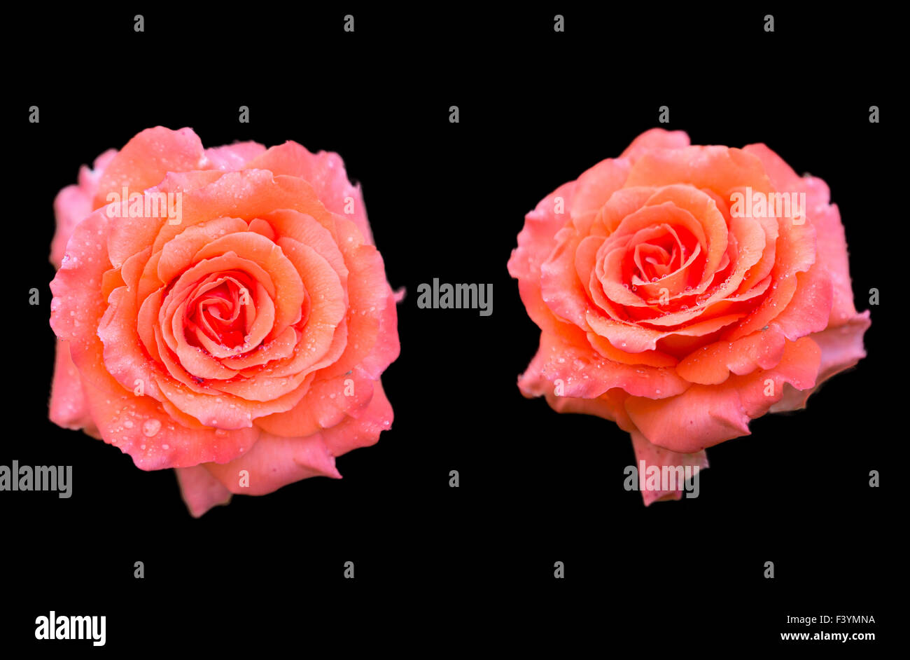 Roses rouges sur fond noir Banque de photographies et d’images à haute ...