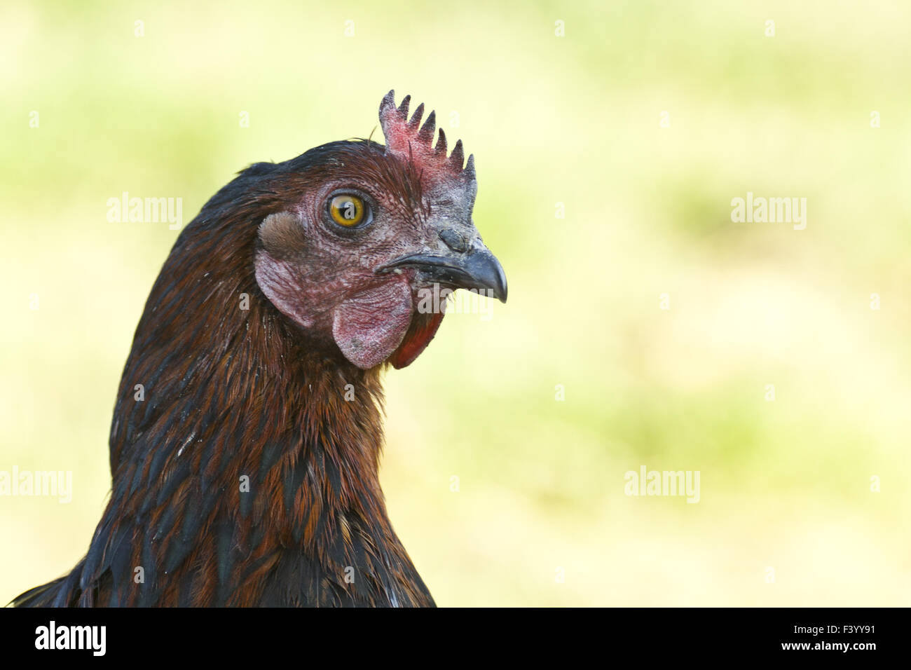 Poule noire brune Banque de photographies et d’images à haute ...
