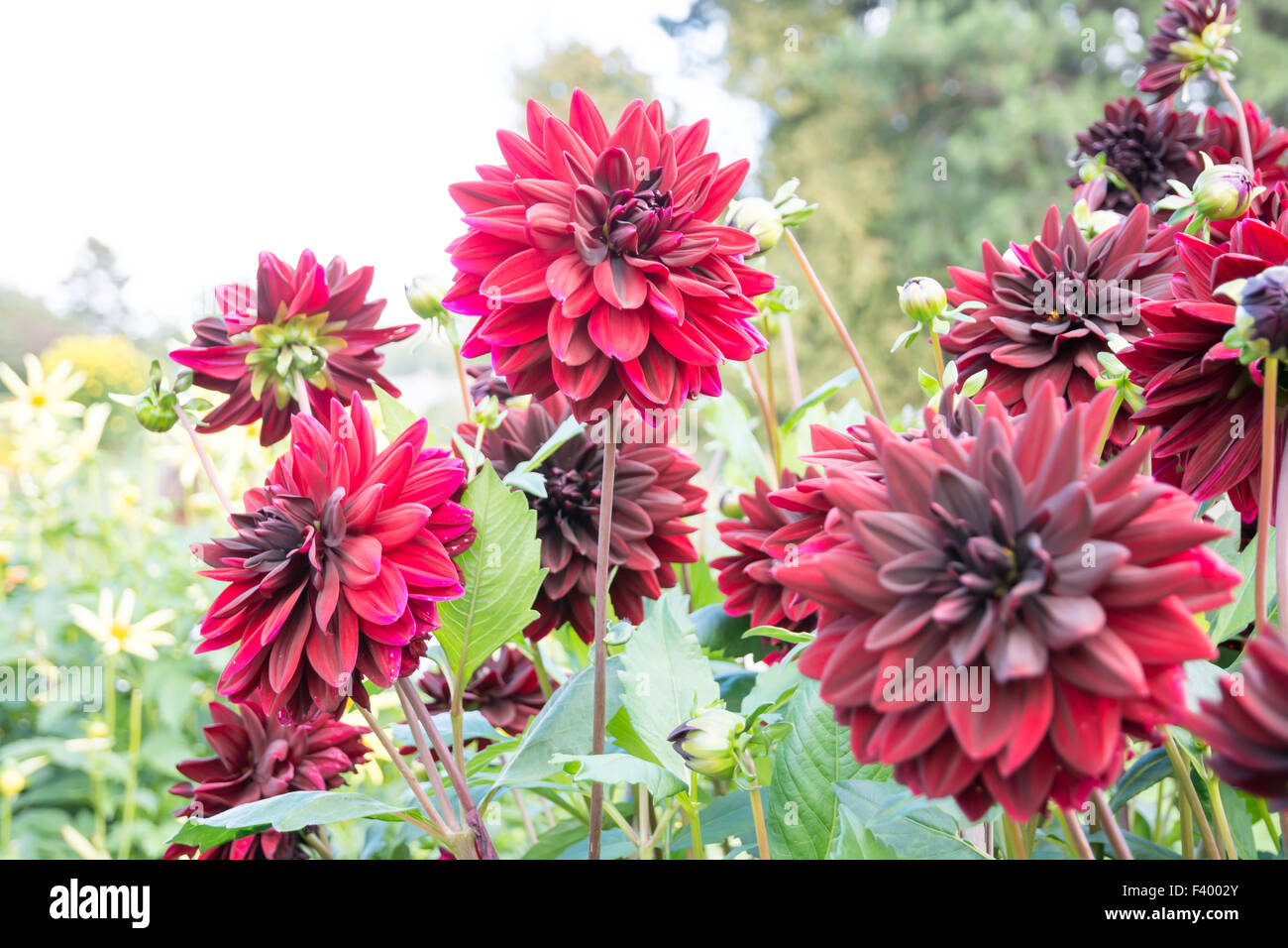 Fleurs dahlias Banque de photographies et d’images à haute résolution ...