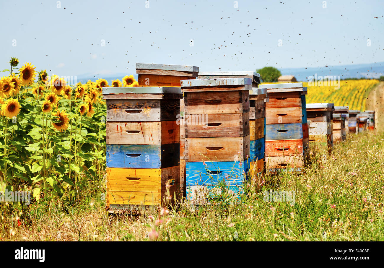 Ruches d'abeilles Banque de photographies et d’images à haute ...