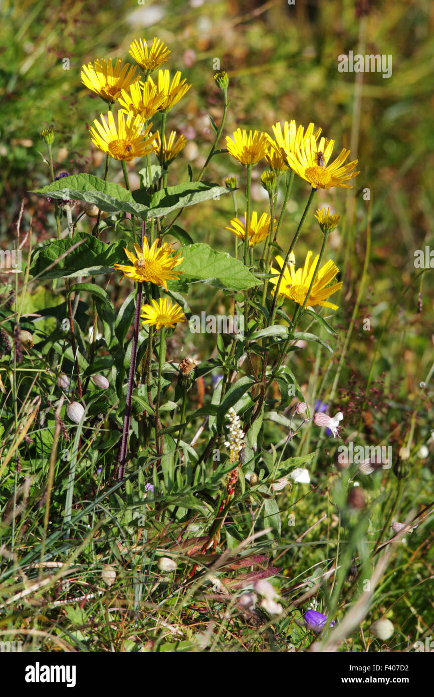 Feuille de saule Banque de photographies et d’images à haute résolution ...