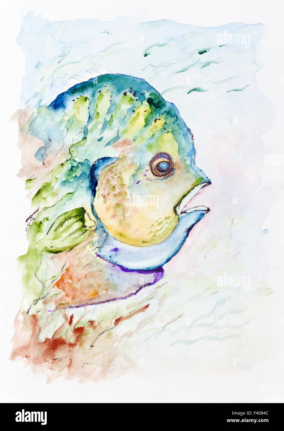 Perroquet de mer Banque de photographies et d’images à haute résolution ...