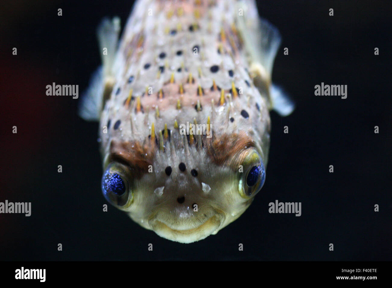 Poisson porc épic Banque de photographies et d’images à haute ...