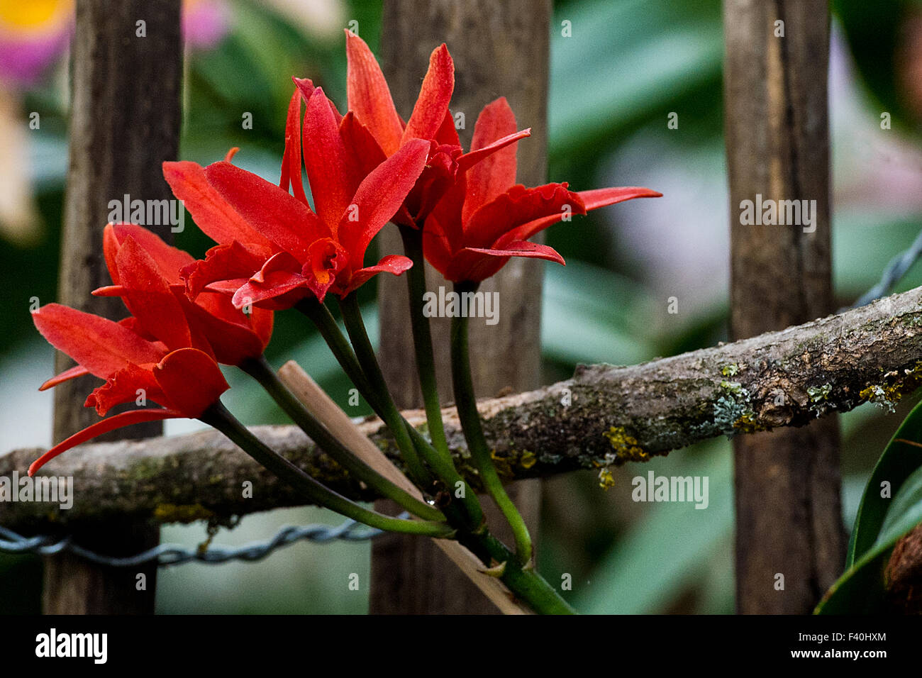 Orchidee f Banque de photographies et d’images à haute résolution - Alamy