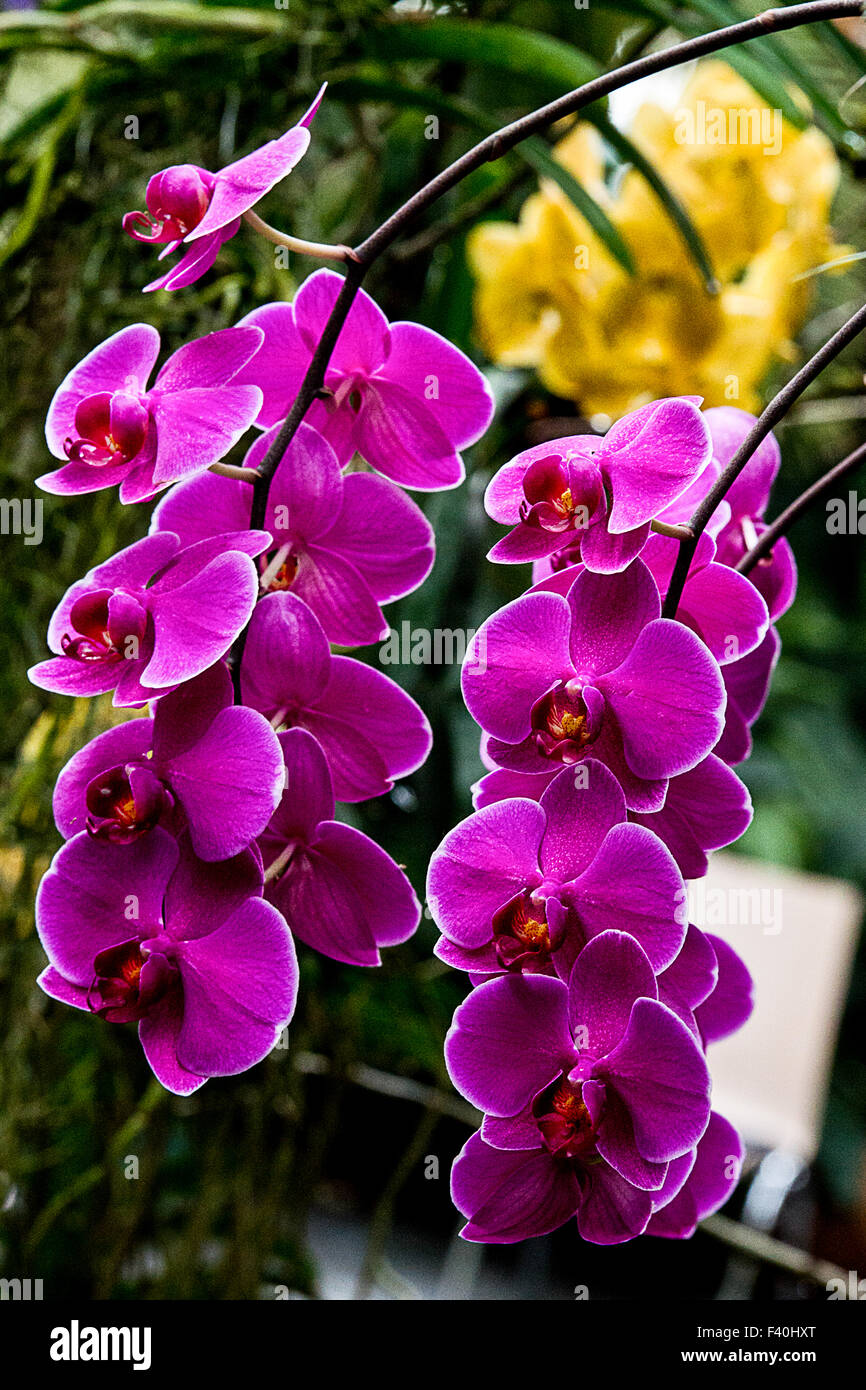 Orchidee f Banque de photographies et d’images à haute résolution - Alamy
