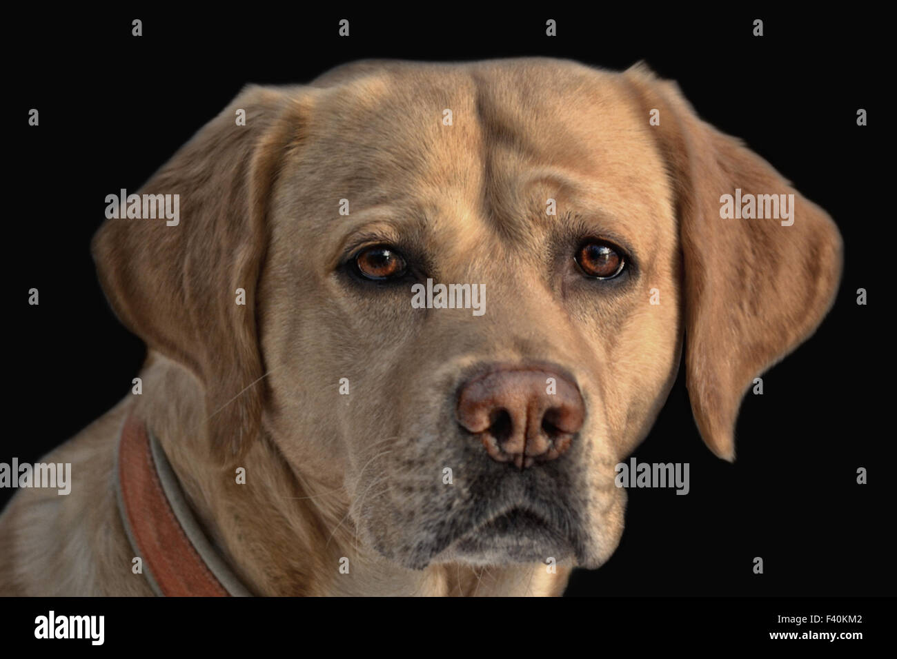 Bons animaux Banque de photographies et d’images à haute résolution - Alamy