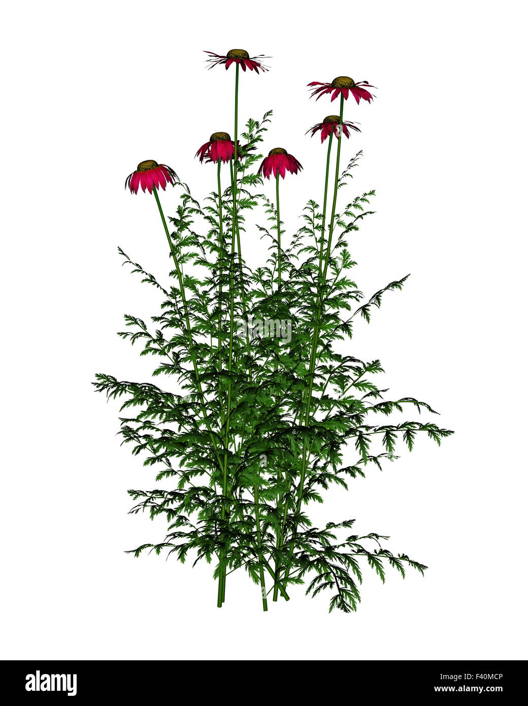 Marguerite 3d Banque de photographies et d’images à haute résolution ...