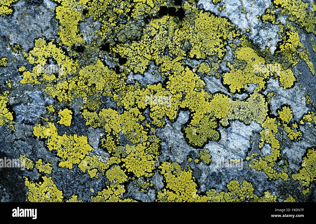 Carte des lichens Banque de photographies et d’images à haute ...