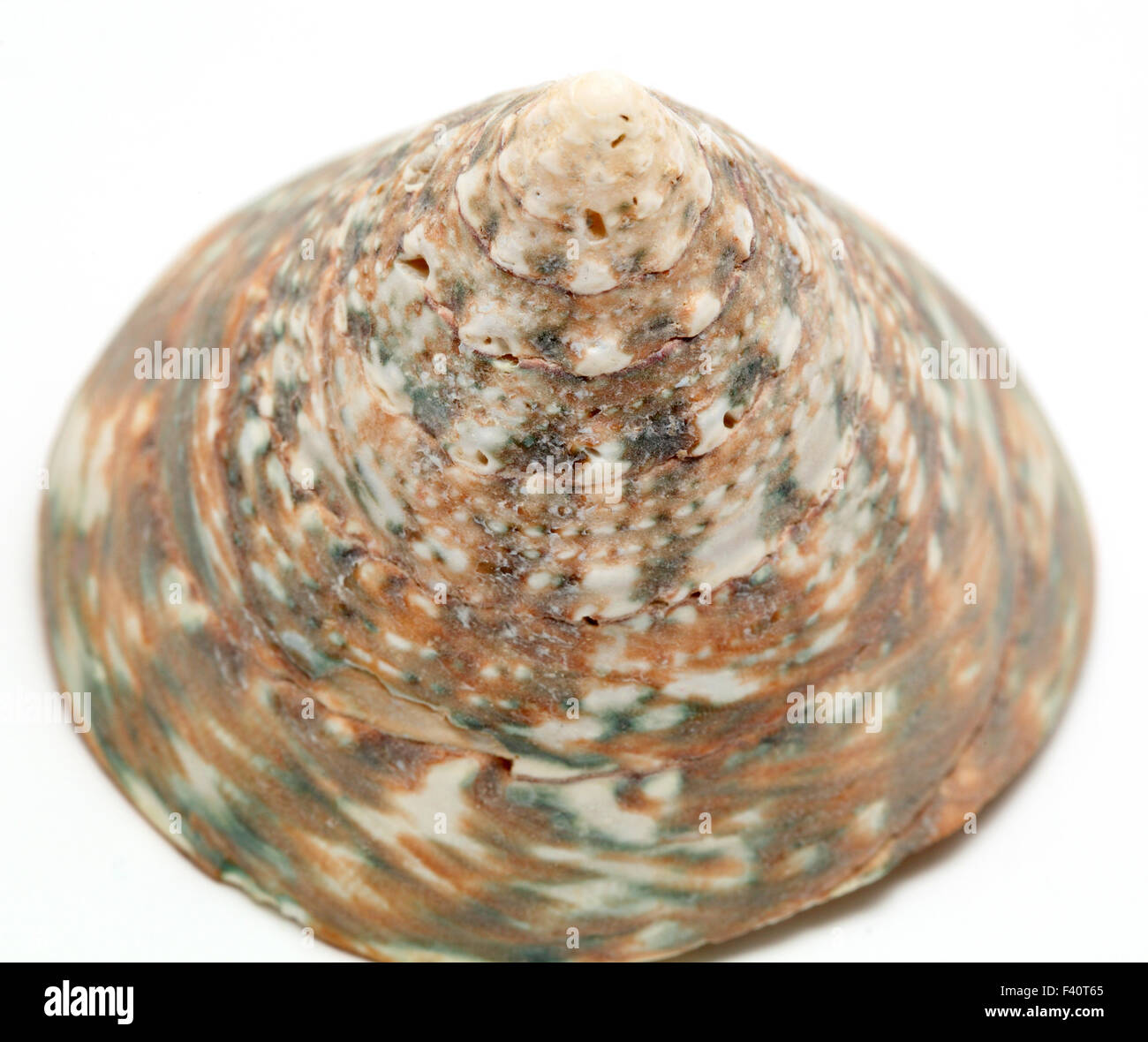 Nautilus shell section cross section Banque de photographies et d ...