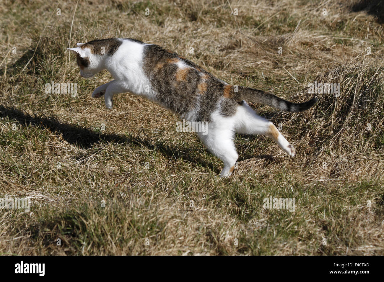 Chat en plein saut Banque de photographies et d’images à haute ...