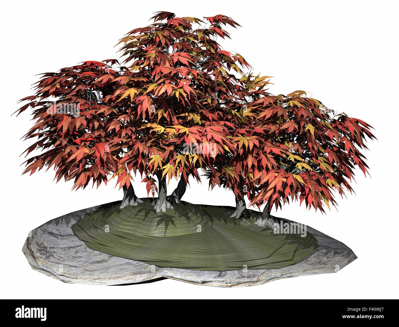 Bonsai japanese maple tree Banque de photographies et d’images à haute ...