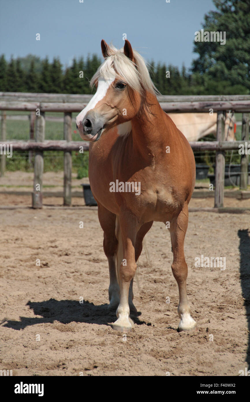 Haflinger cheval Banque de photographies et d’images à haute résolution ...