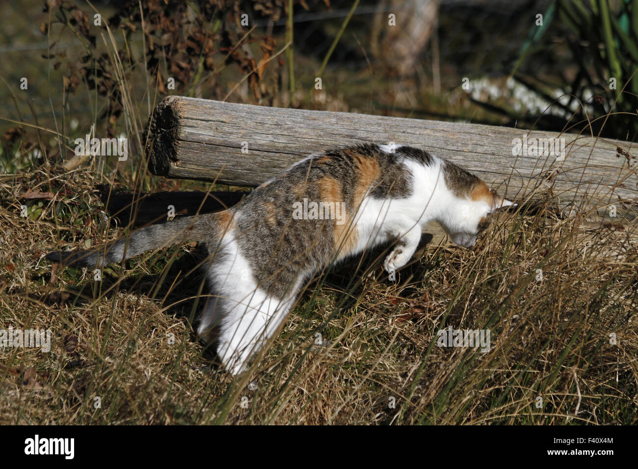 Chat en plein saut Banque de photographies et d’images à haute ...