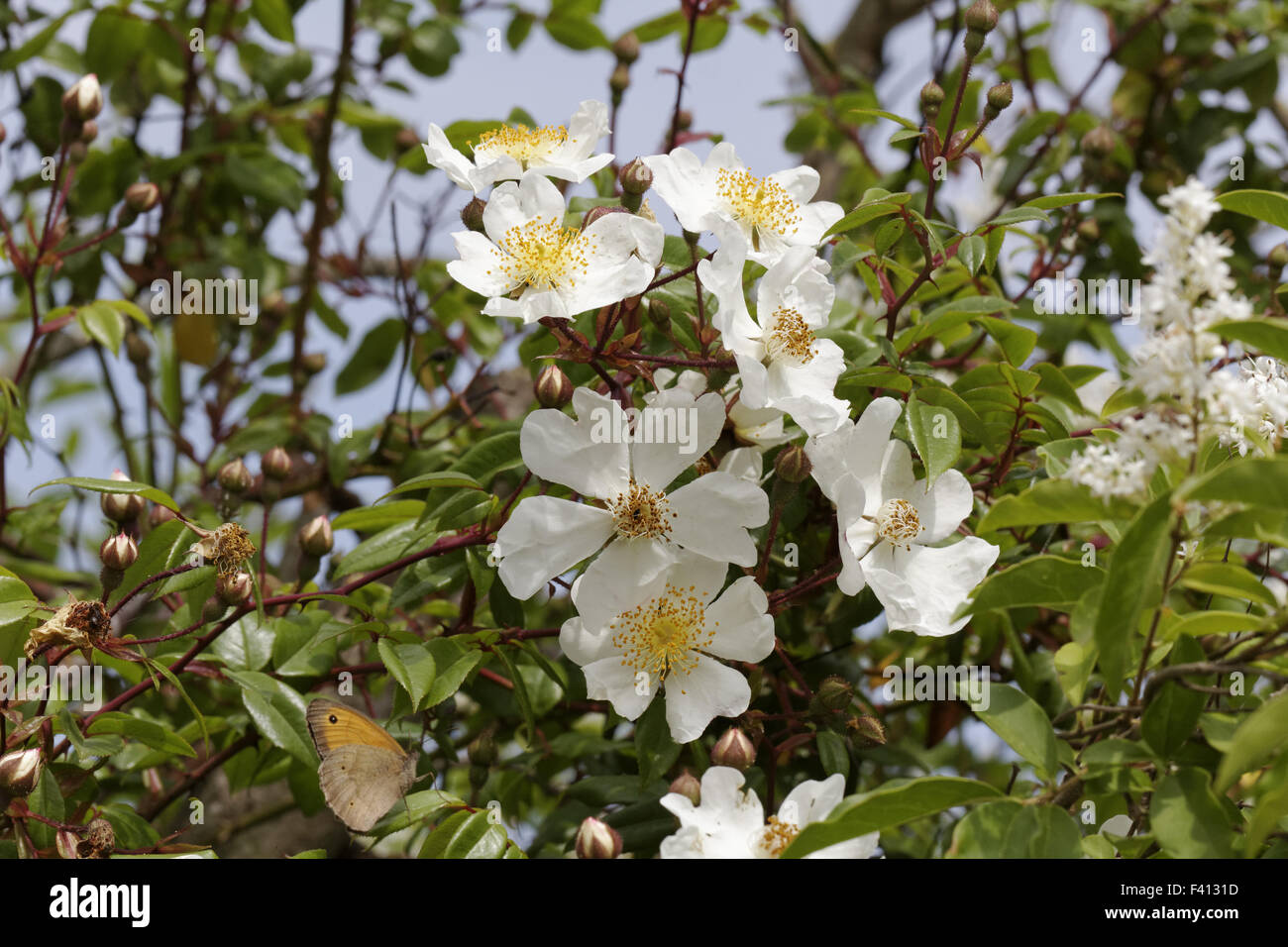 Rosa sempervirens evergreen rose Banque de photographies et d’images à ...