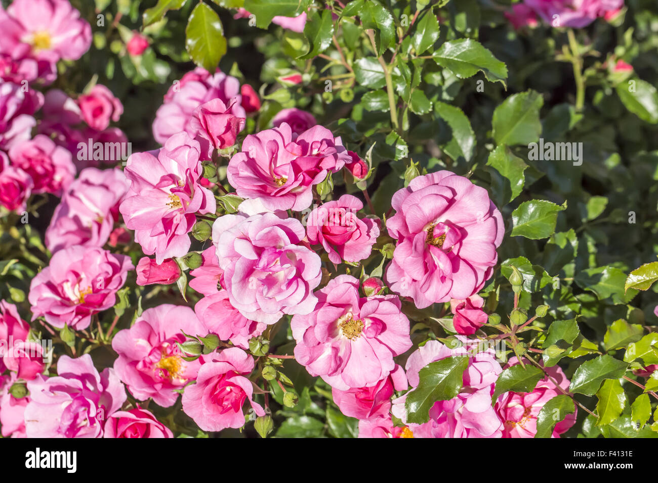 Pink floribunda rose Banque de photographies et d’images à haute ...